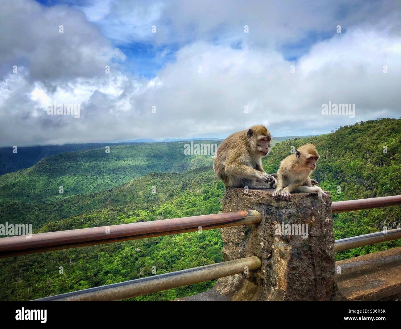 Wild monkeys in tropical nature in Mauritius Stock Photo - Alamy