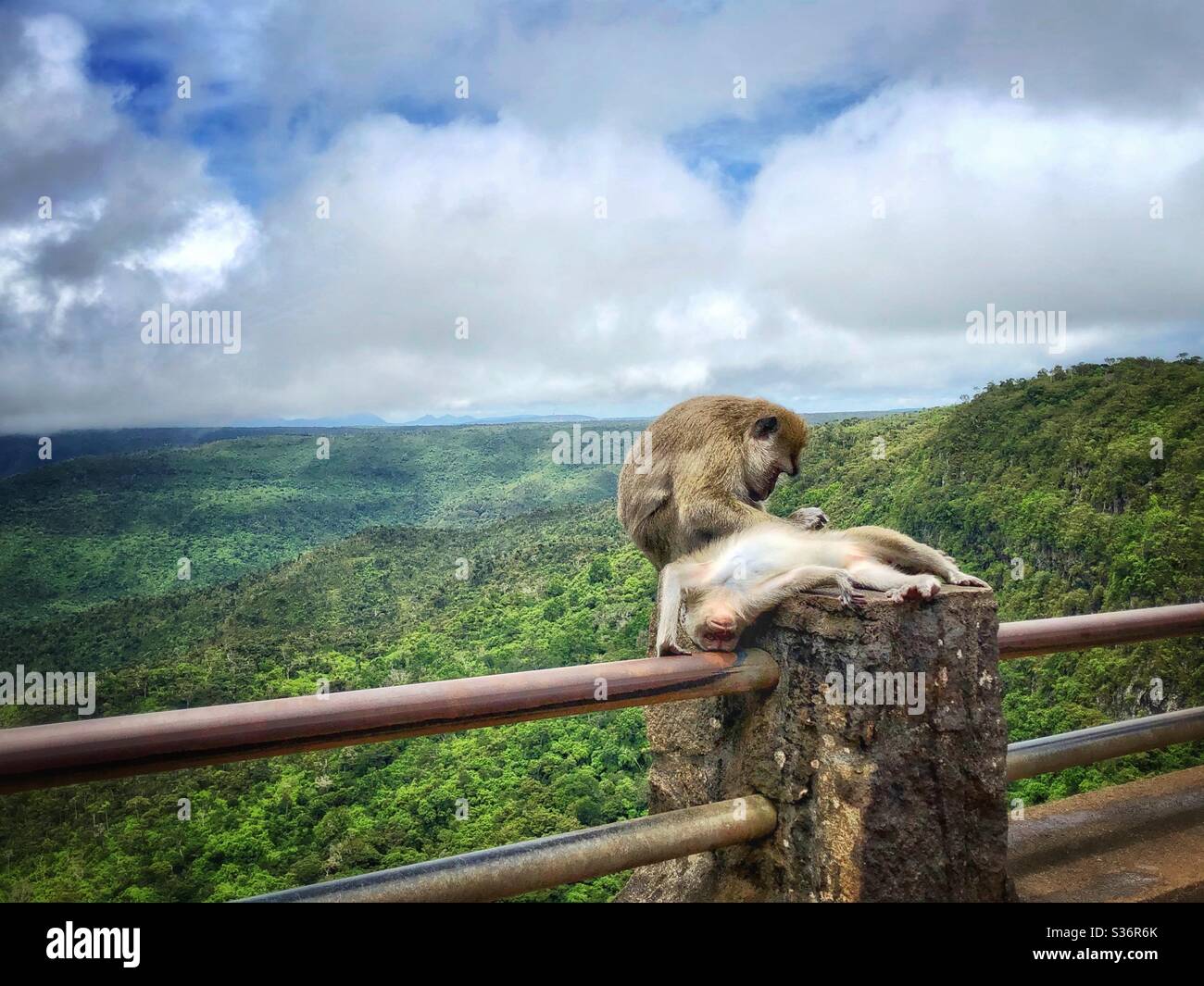 Wild monkeys in tropical nature in Mauritius Stock Photo - Alamy