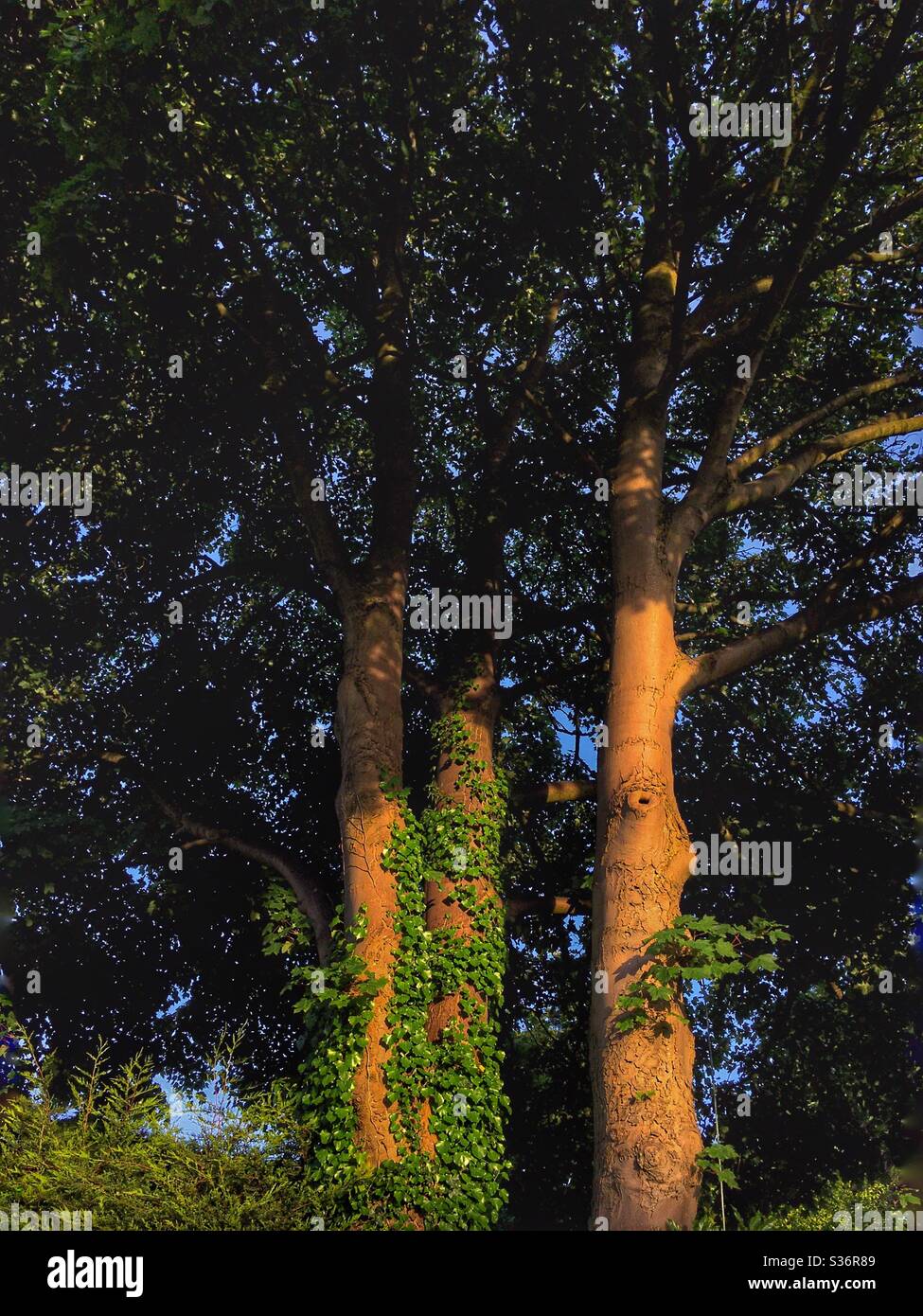 Sunlit Tree Ivy Stock Photo - Alamy