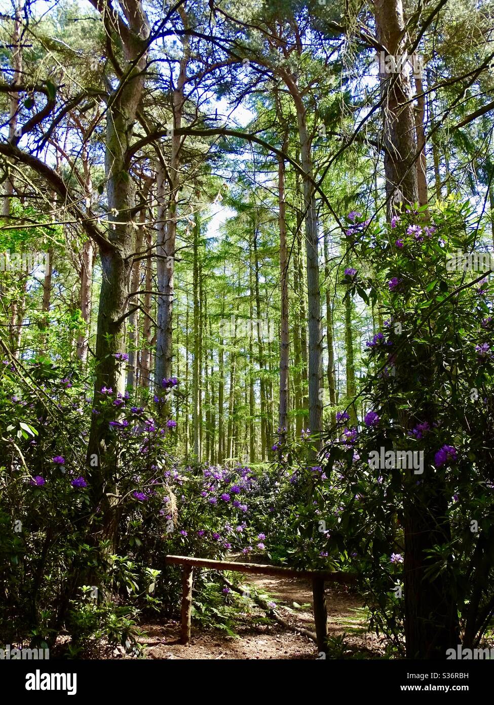 Tall trees in a forest hi-res stock photography and images - Alamy