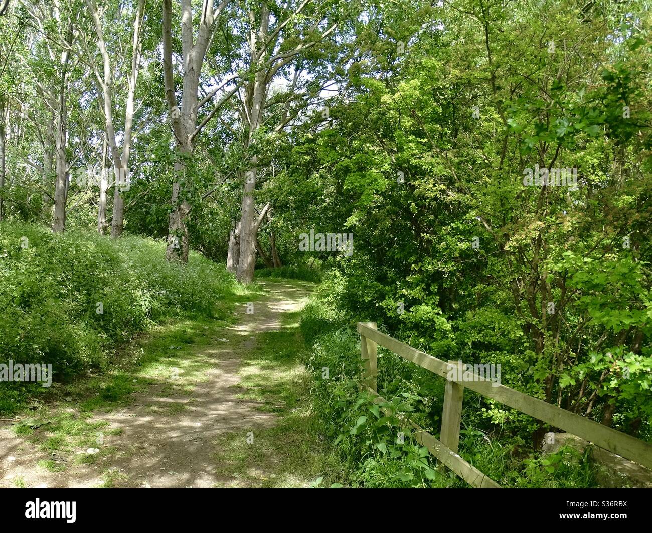 Forest path trees hi-res stock photography and images - Alamy