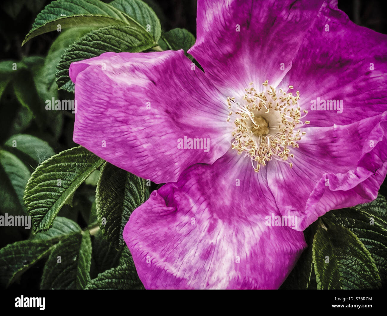 Plum flower hi-res stock photography and images - Alamy