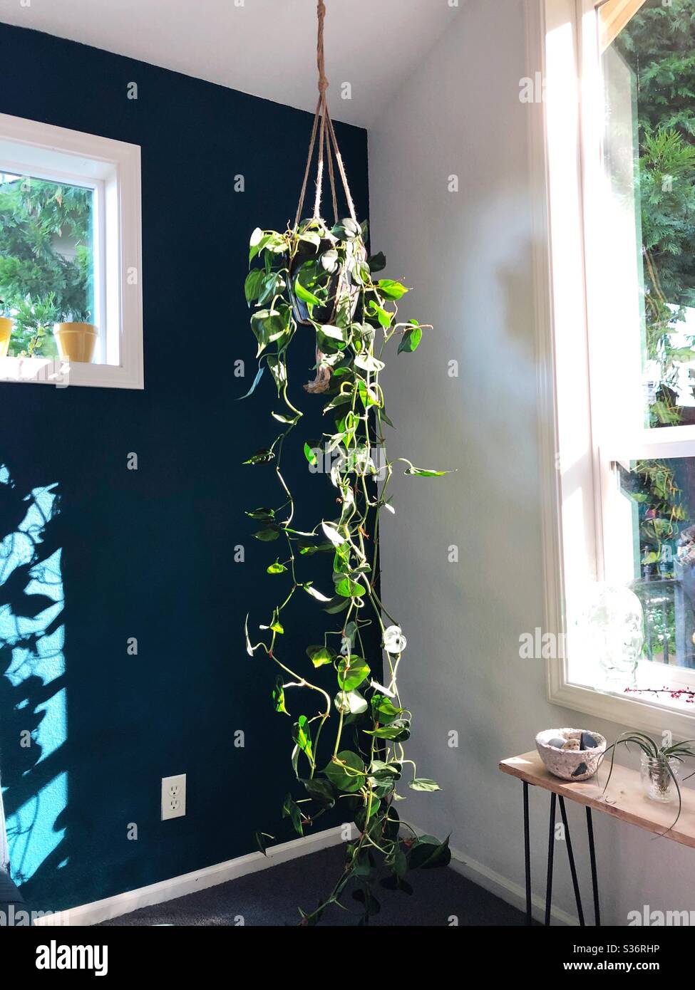 A philodendron in a hanging planter Stock Photo - Alamy