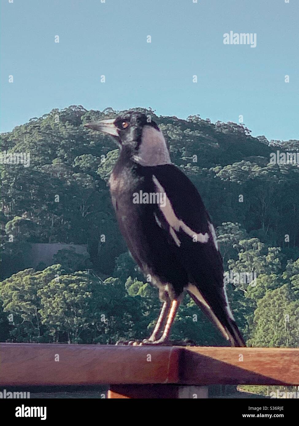 Magpie standing tall Stock Photo - Alamy