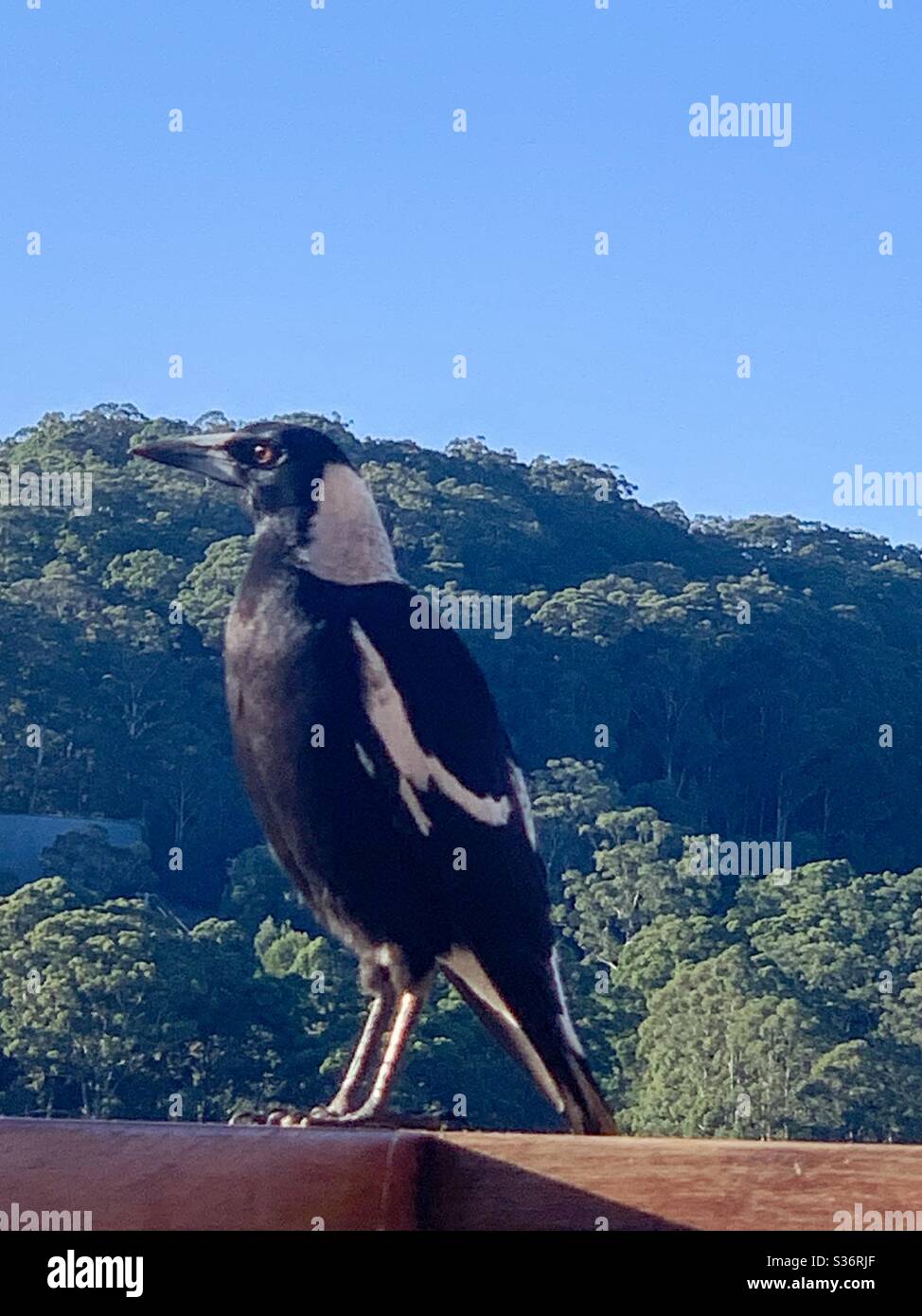 Magpie standing in railing Stock Photo - Alamy