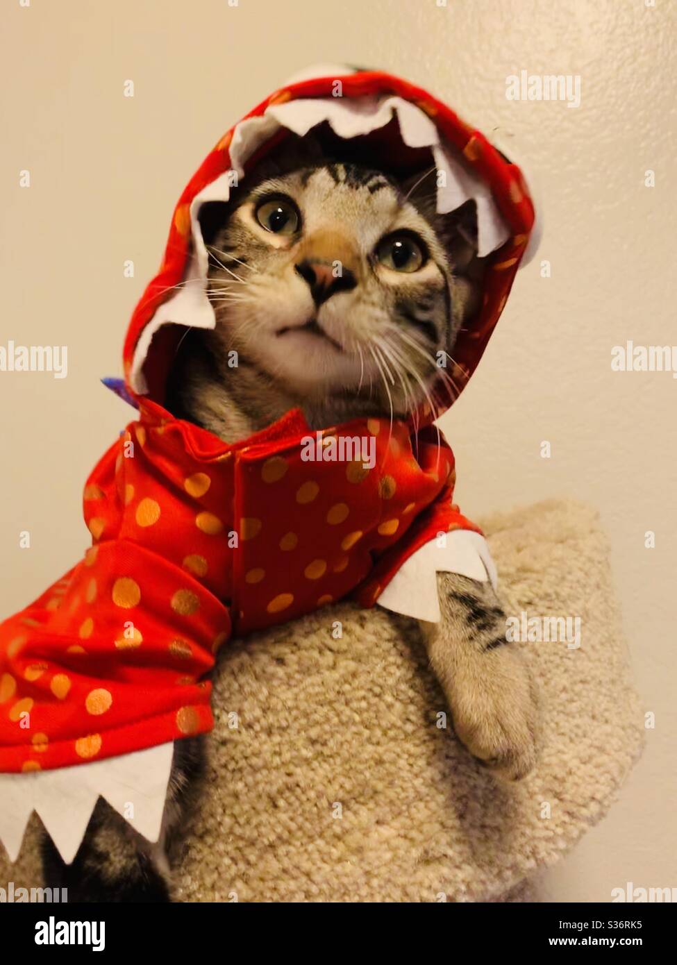Sassy cat hi-res stock photography and images - Alamy