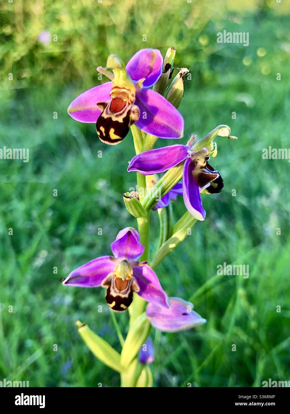 Orchid ophrys apifera hi-res stock photography and images - Alamy