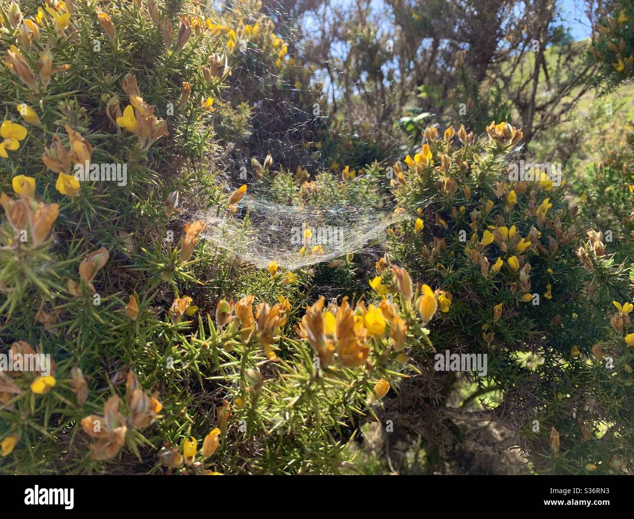 Flowers with web hi-res stock photography and images - Alamy