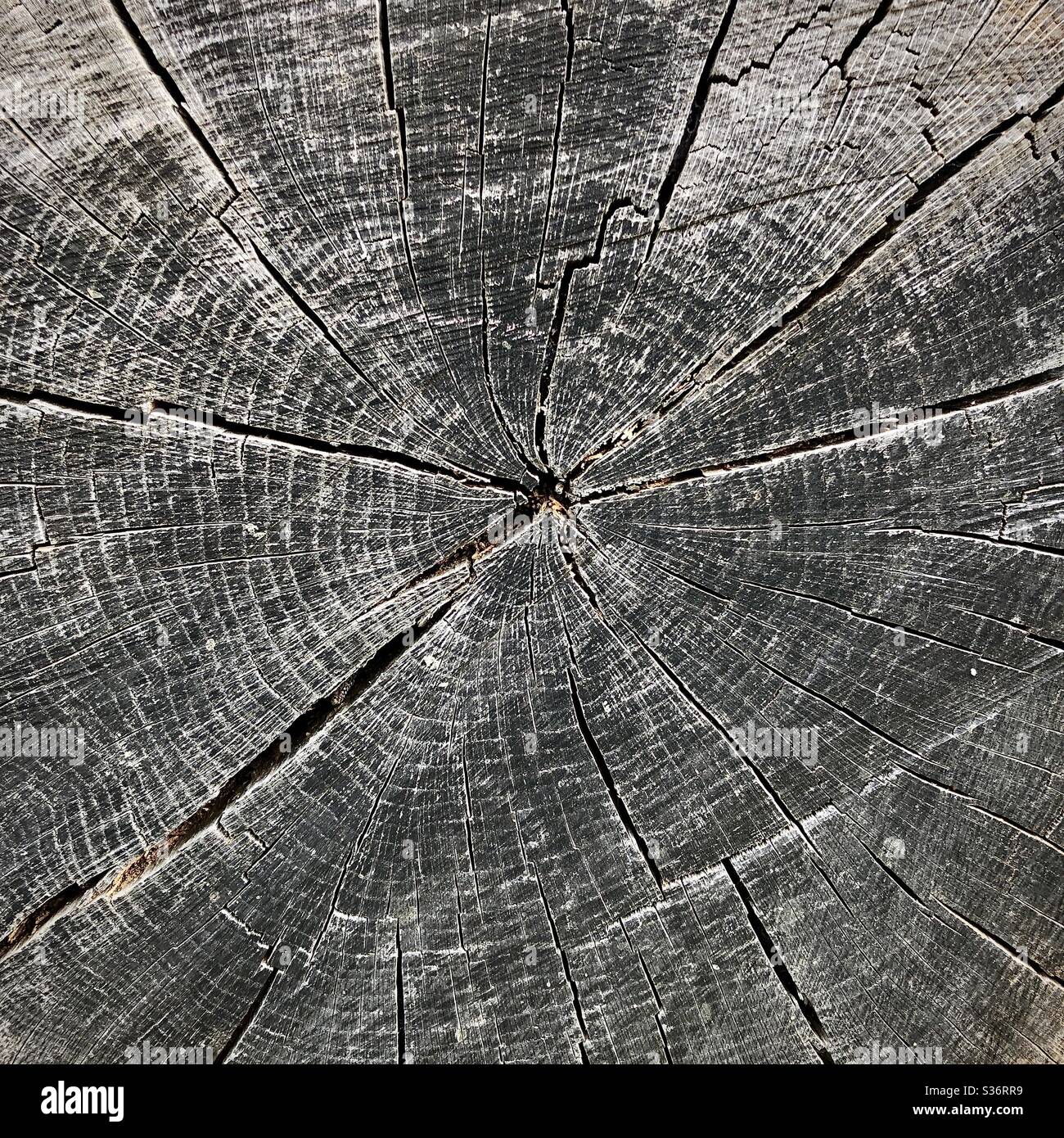 Oak Tree Trunk High Resolution Stock Photography and Images - Alamy