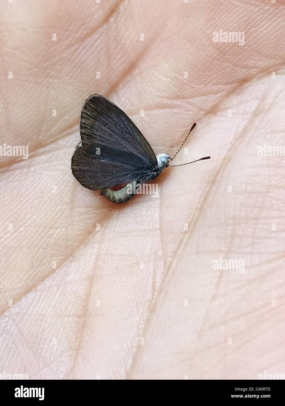 Hands make butterfly hi-res stock photography and images - Alamy