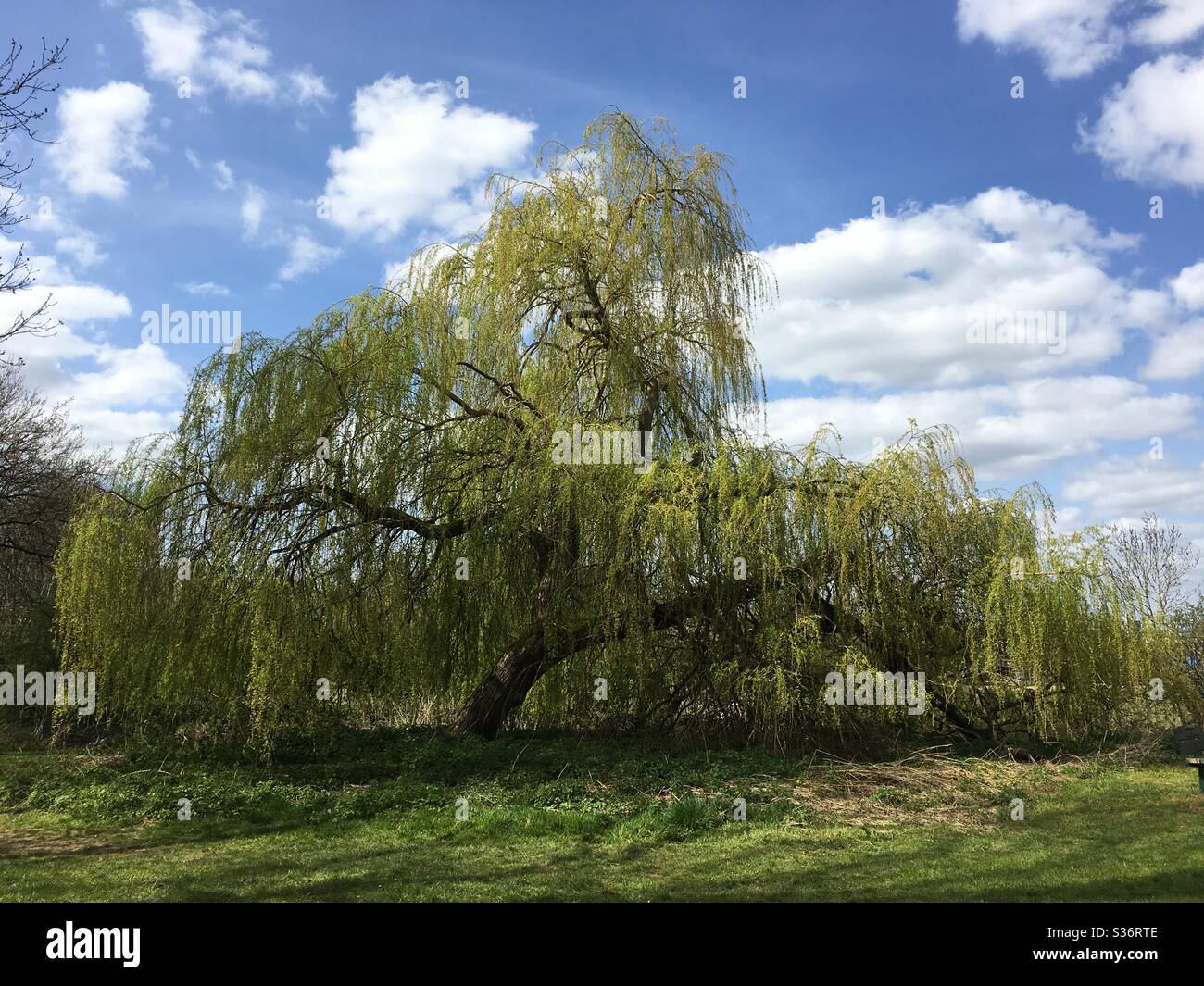 Weeping willow tree edge hi-res stock photography and images - Alamy