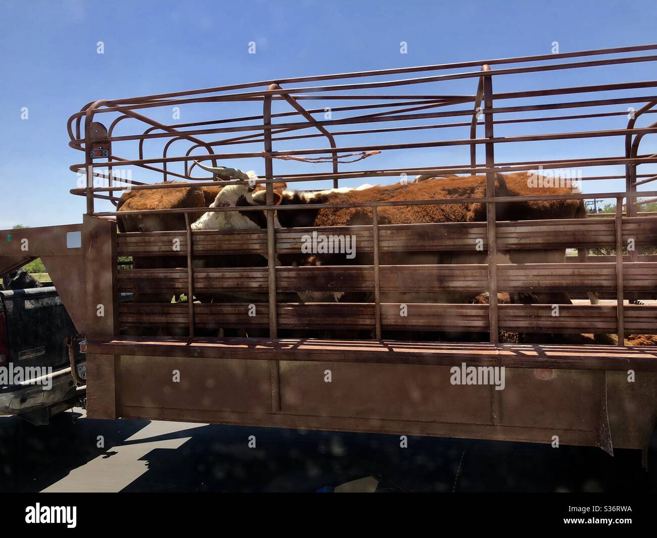Bull life hi-res stock photography and images - Alamy