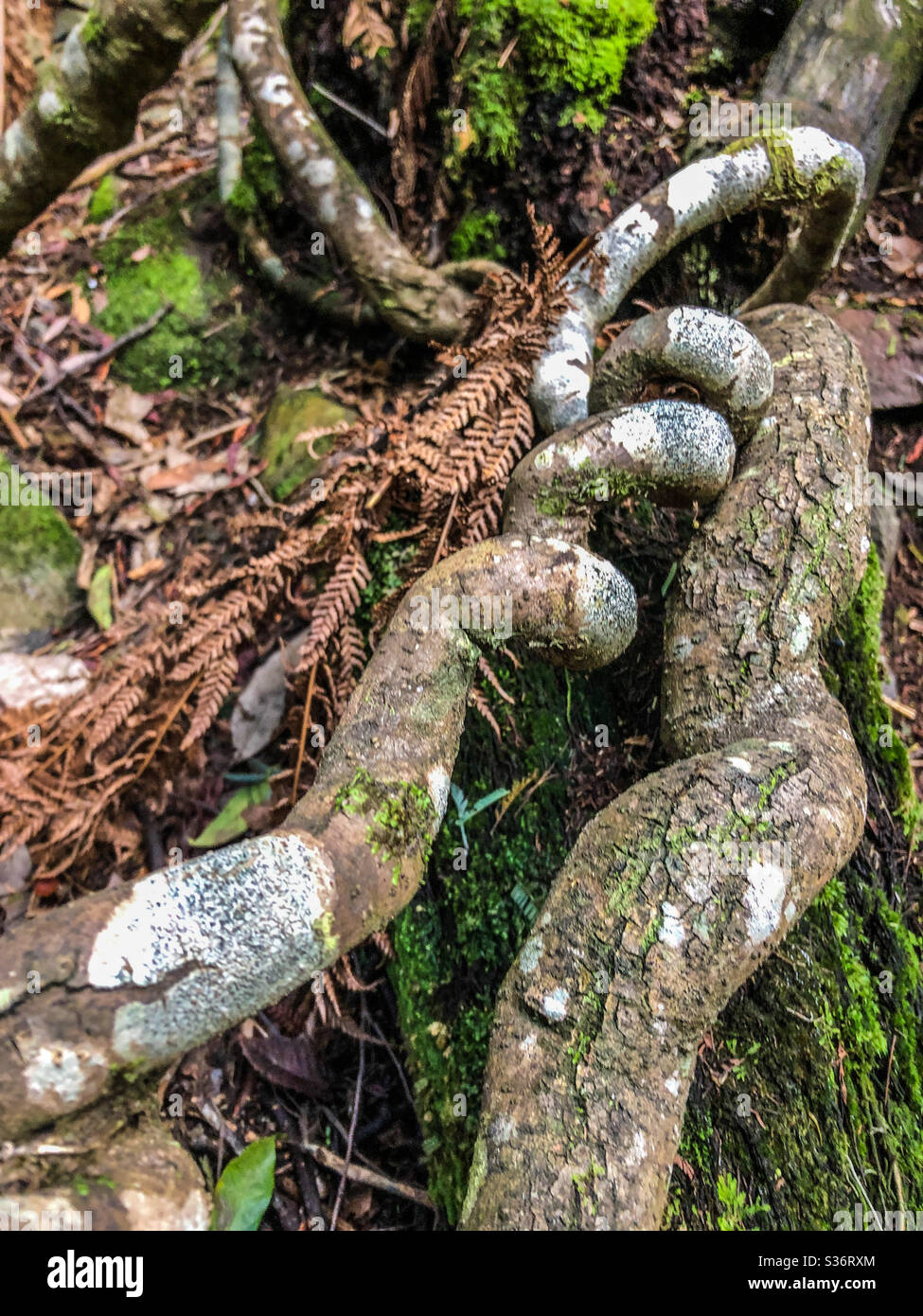 The roots of the life hi-res stock photography and images - Alamy