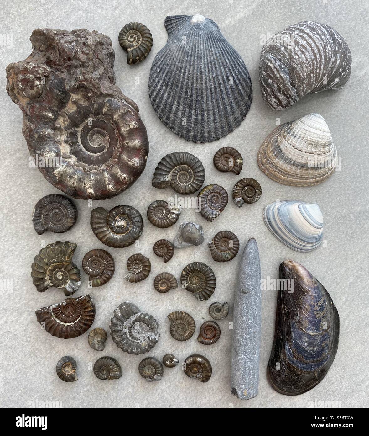 Fossils and shell layout Stock Photo - Alamy