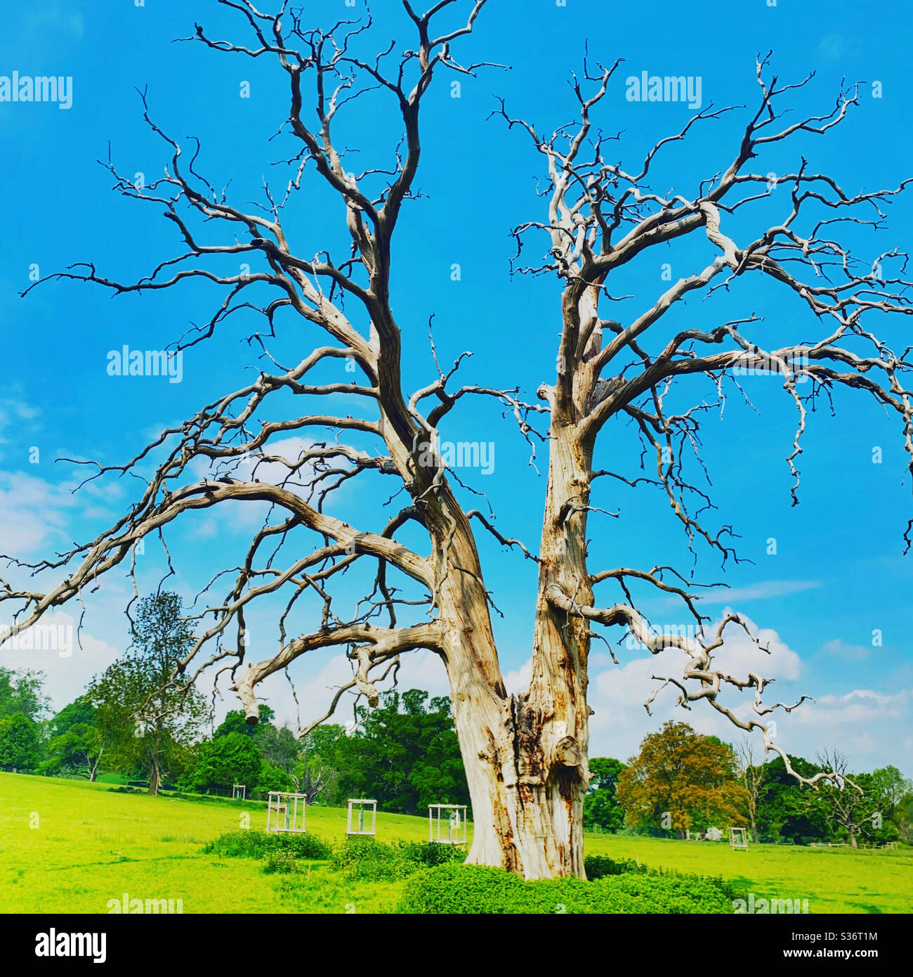 Scary tree hi-res stock photography and images - Alamy