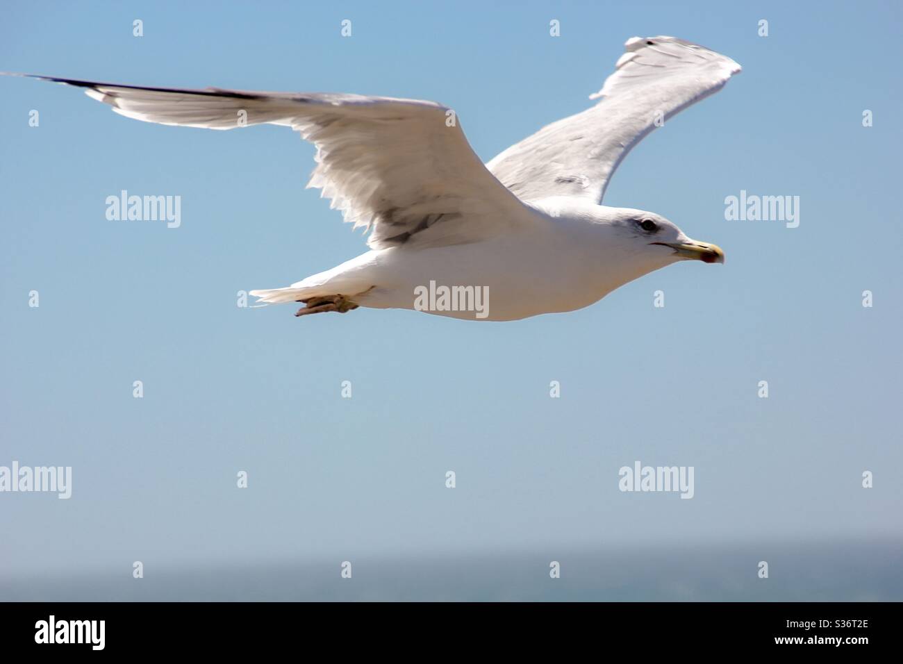Sea Birds Fly Freely In The Sky Stock Photo - Alamy