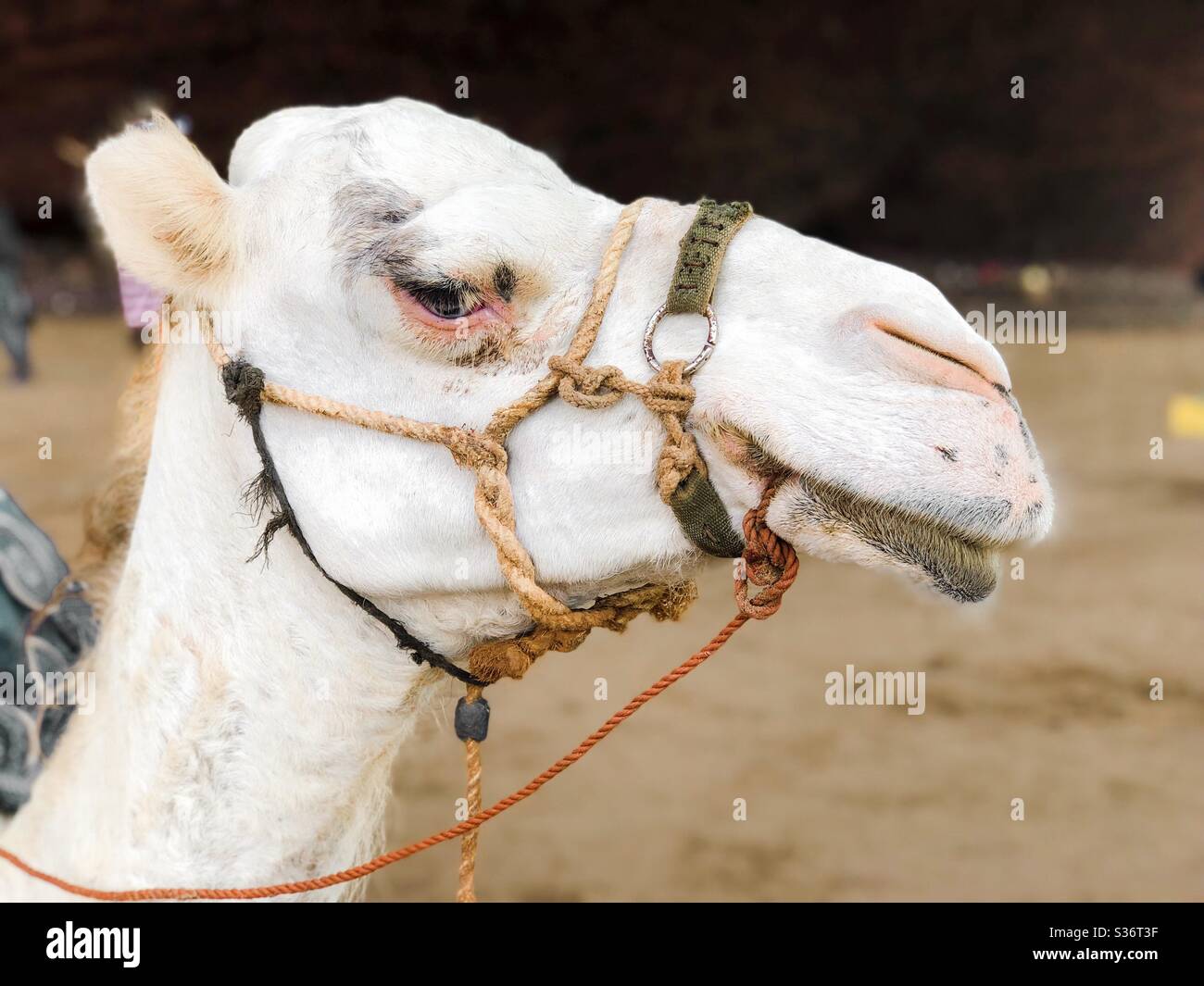 Blue camel hi-res stock photography and images - Alamy