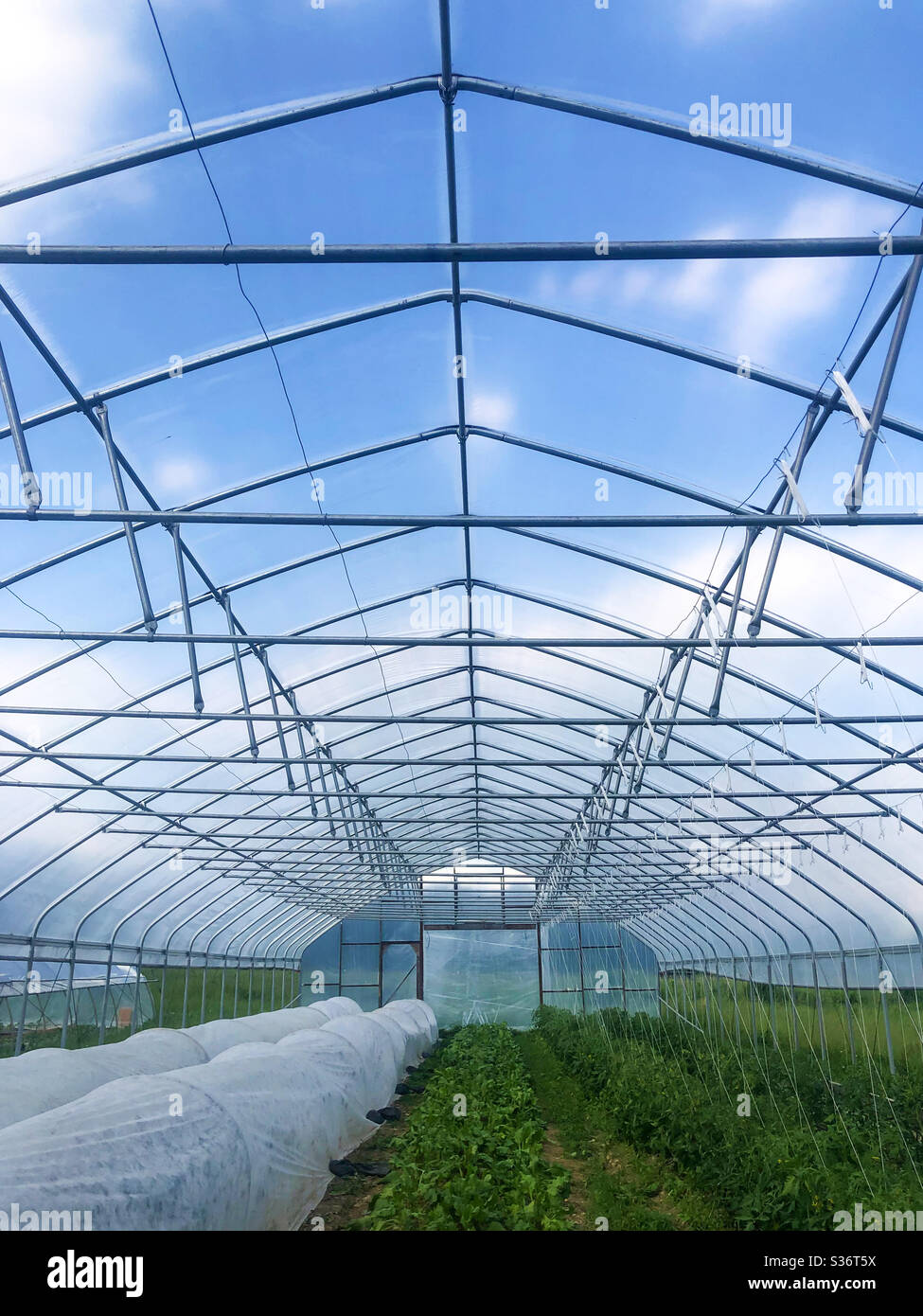 Big blue sky Interior of greenhouse on organic vegetable farm ...