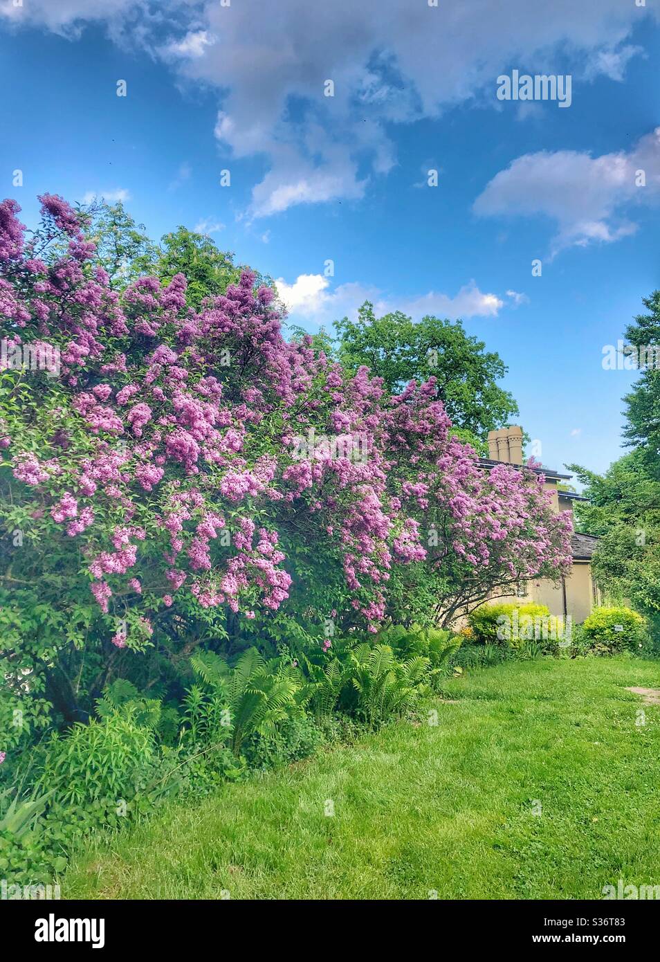 Lilac trees in bloom Stock Photo - Alamy