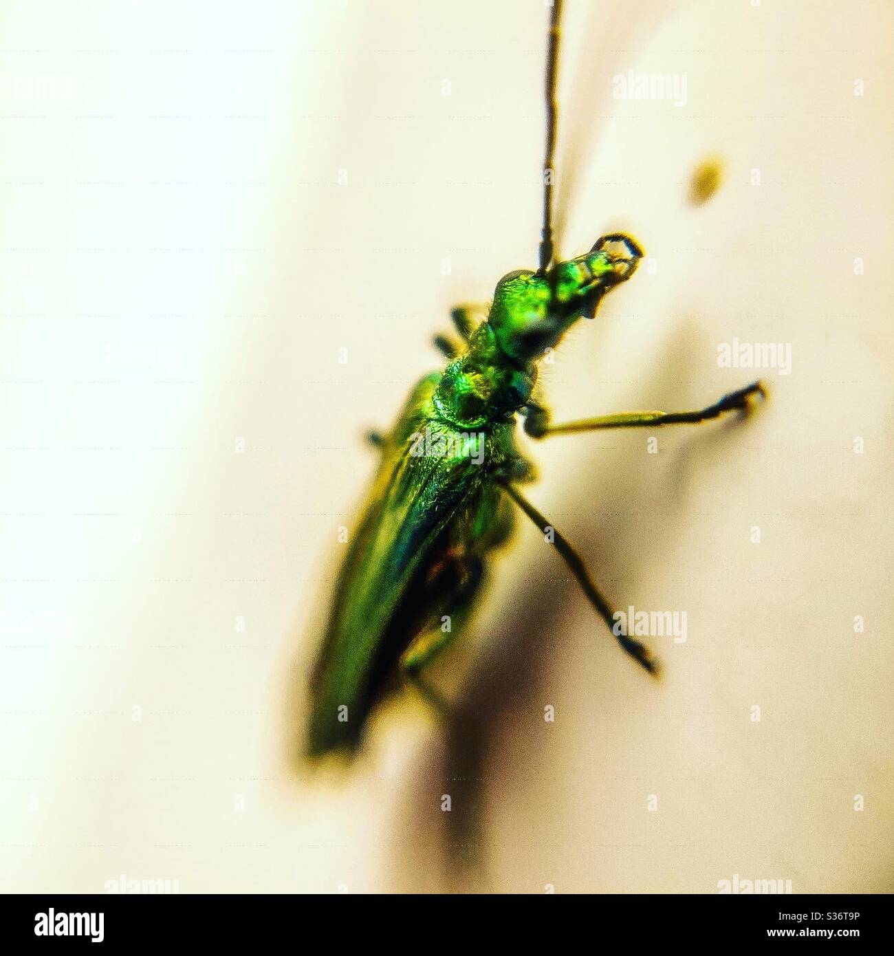 Green jewel bug hi-res stock photography and images - Alamy