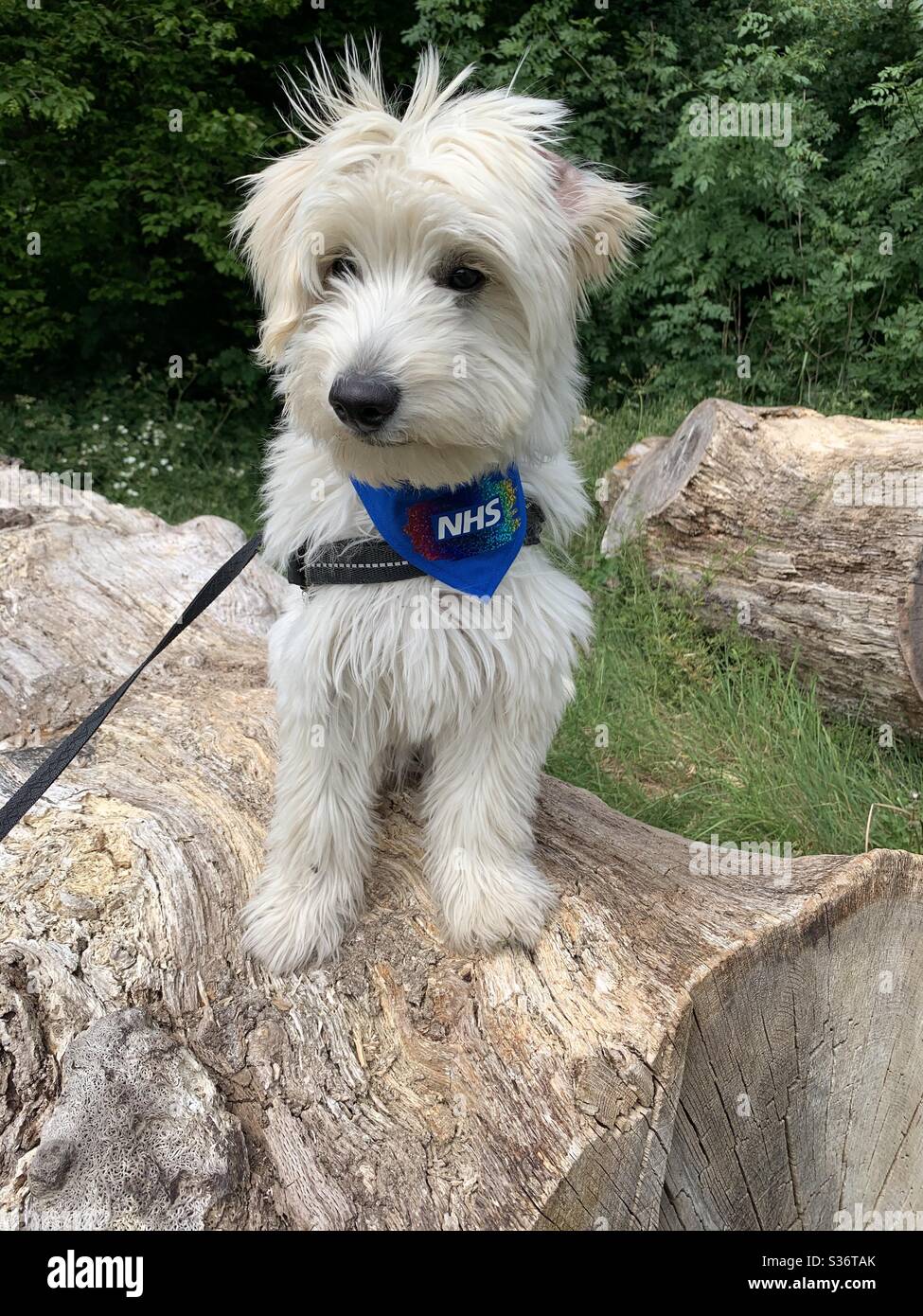 Puppy pose hi-res stock photography and images - Alamy