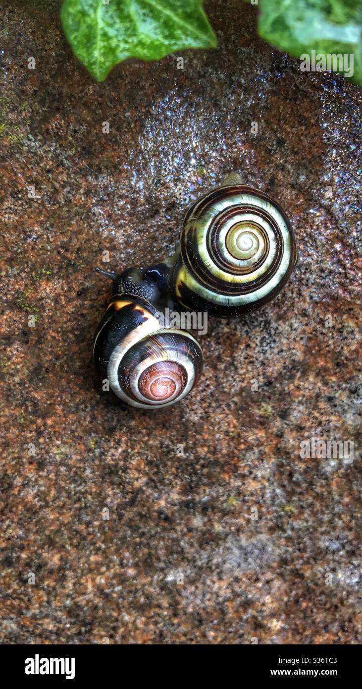 Rock snails or murex snails hi-res stock photography and images - Alamy