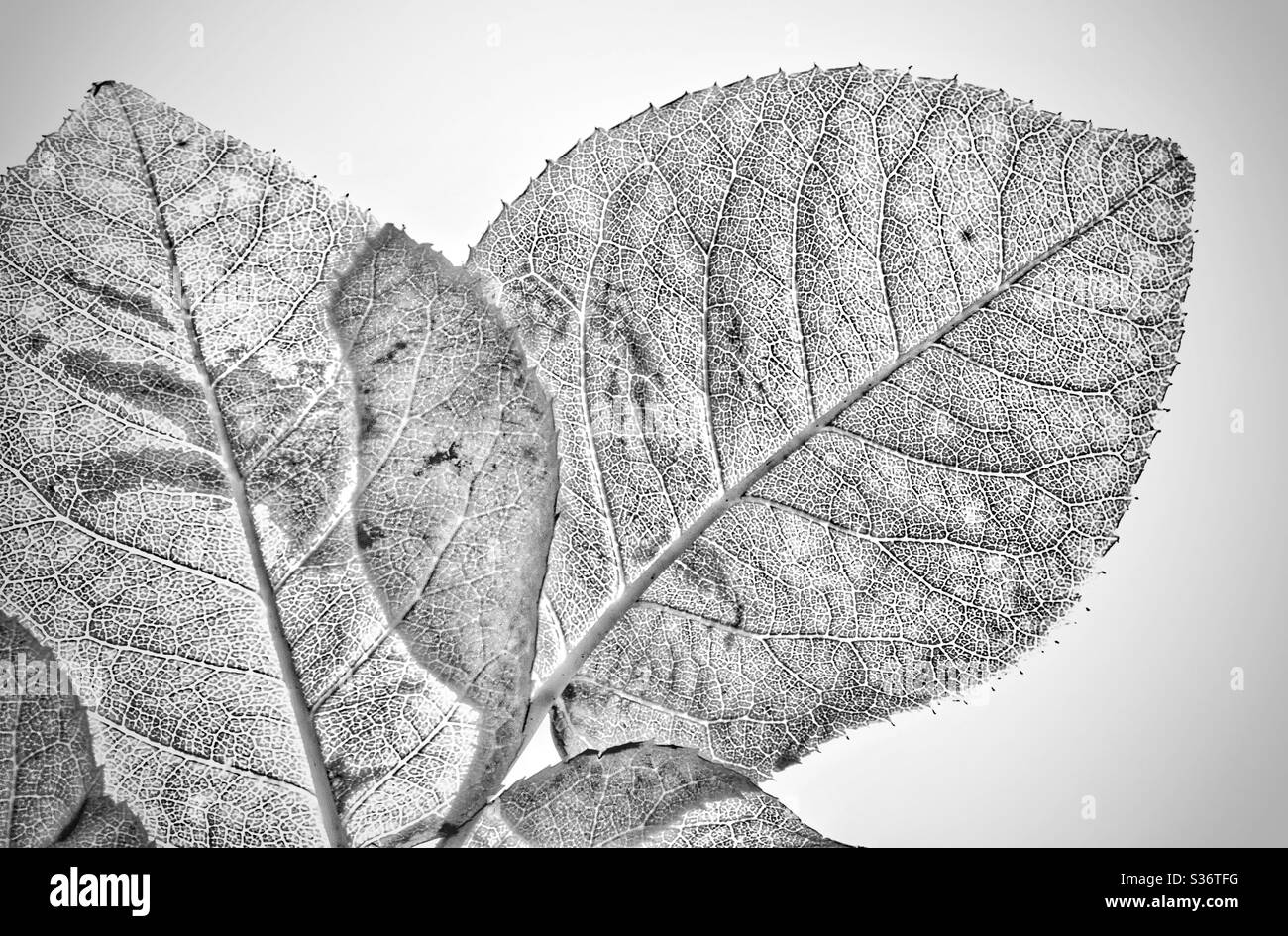 White reticulation hi-res stock photography and images - Alamy