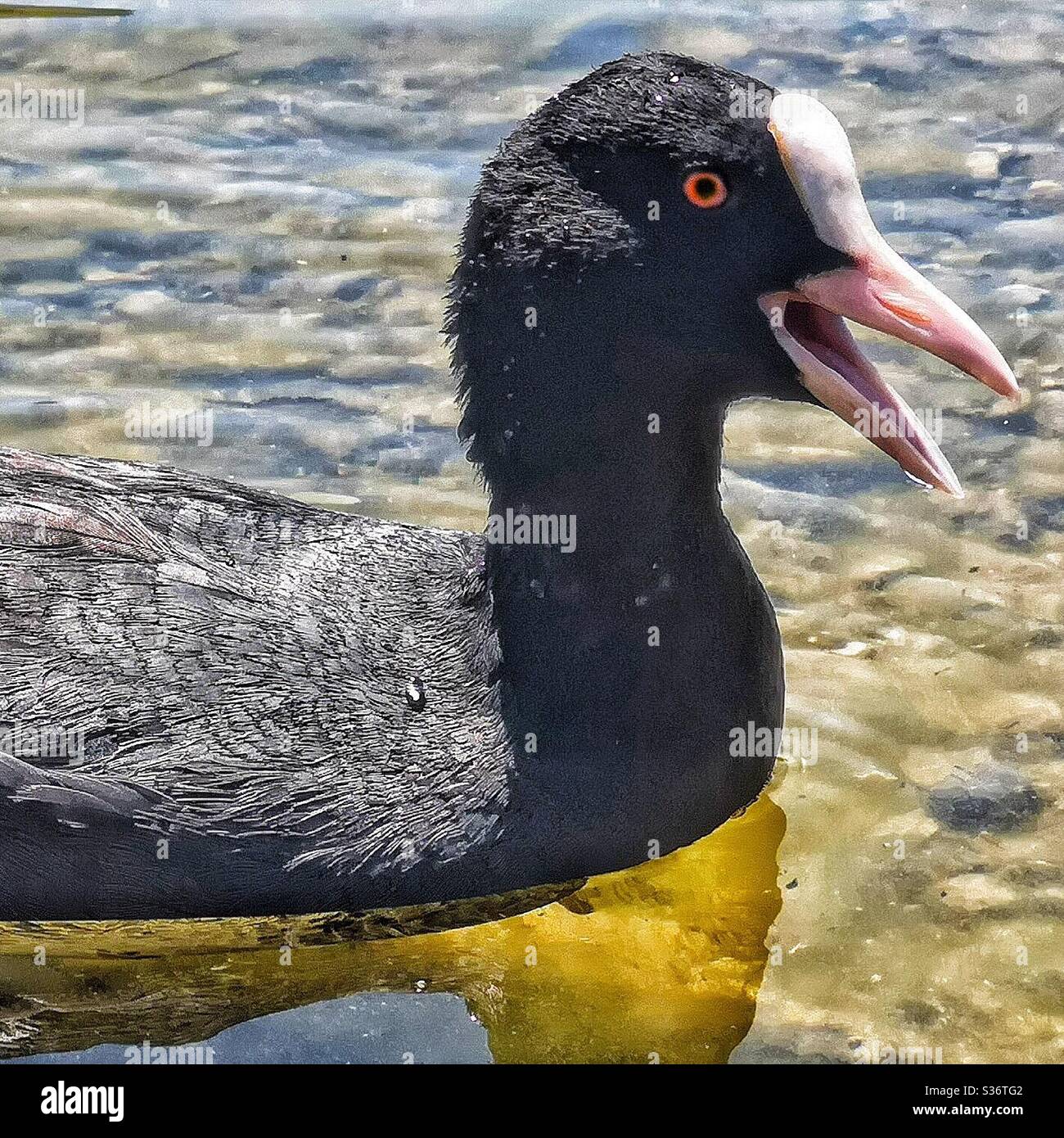 Common coot, squawking Stock Photo - Alamy
