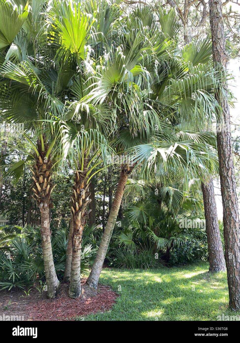 Tropical landscape of palm trees and plants Stock Photo - Alamy