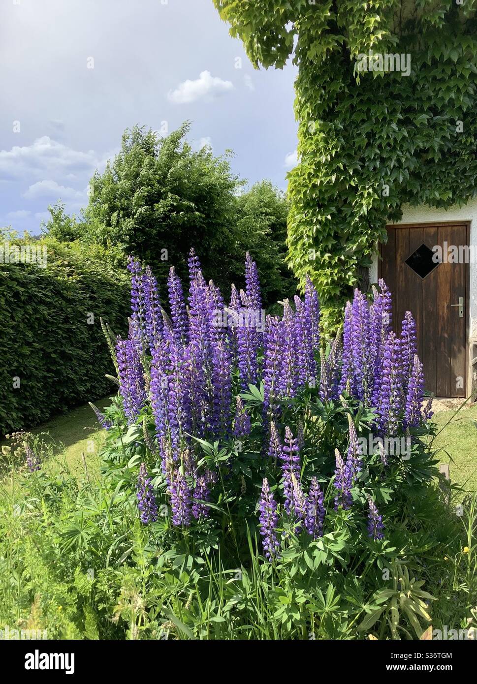 Blue blooming Lupine flowers - Lupinus polyphyllus in romantic ...