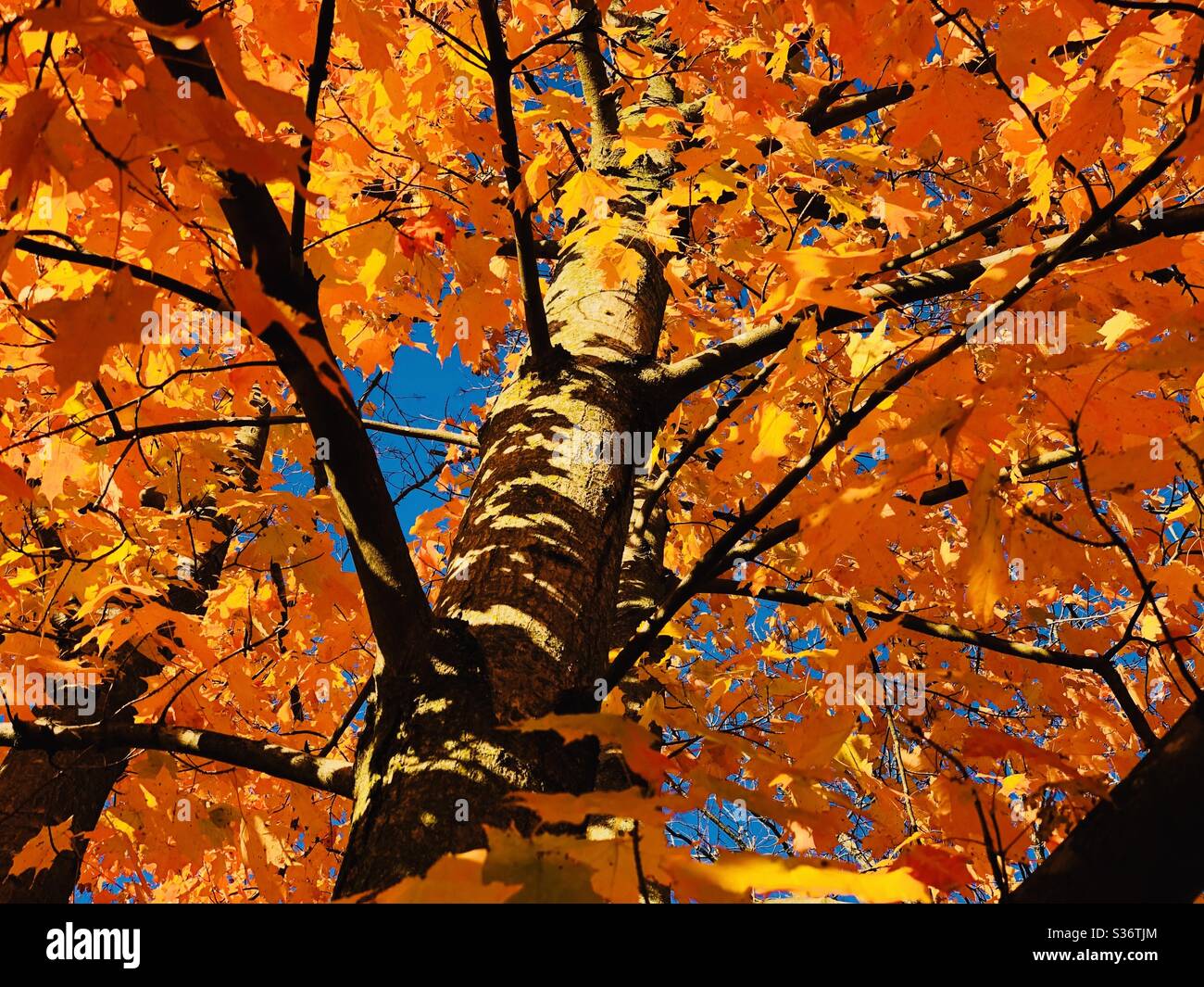 Indiana tree hi-res stock photography and images - Alamy