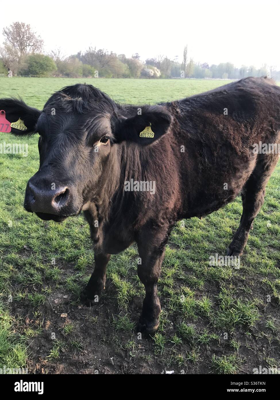 Nosey cow hi-res stock photography and images - Alamy