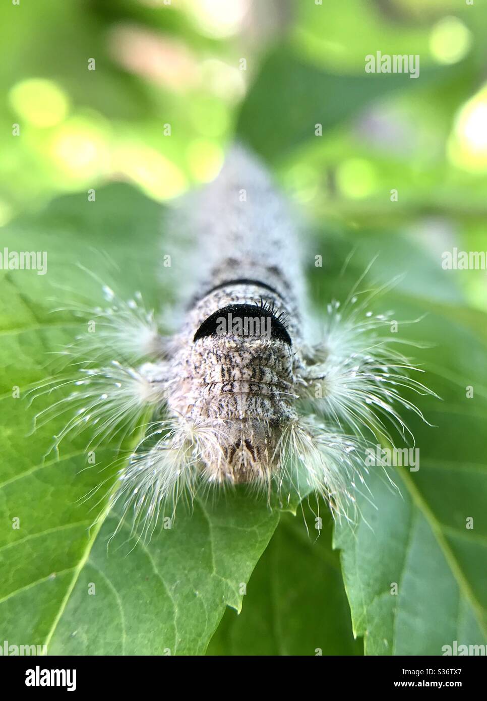 Gray hairy caterpillar hi-res stock photography and images - Alamy