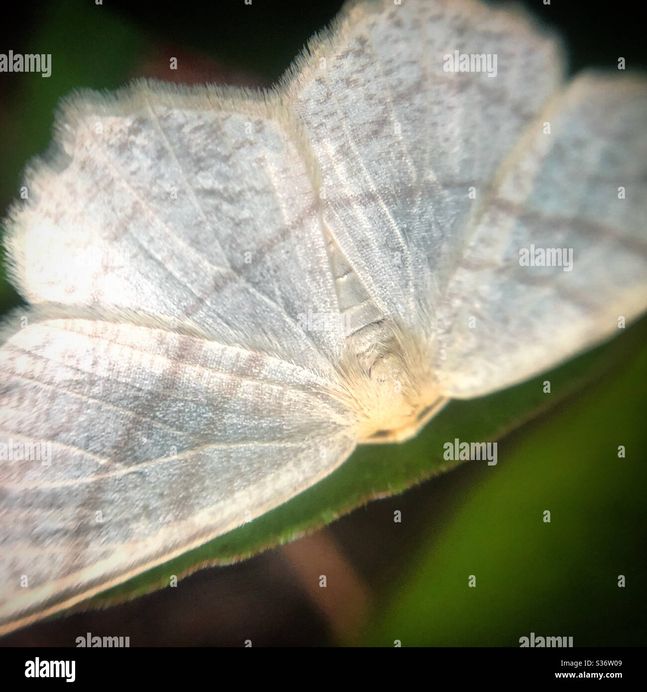 Hemlock Moth High Resolution Stock Photography and Images - Alamy