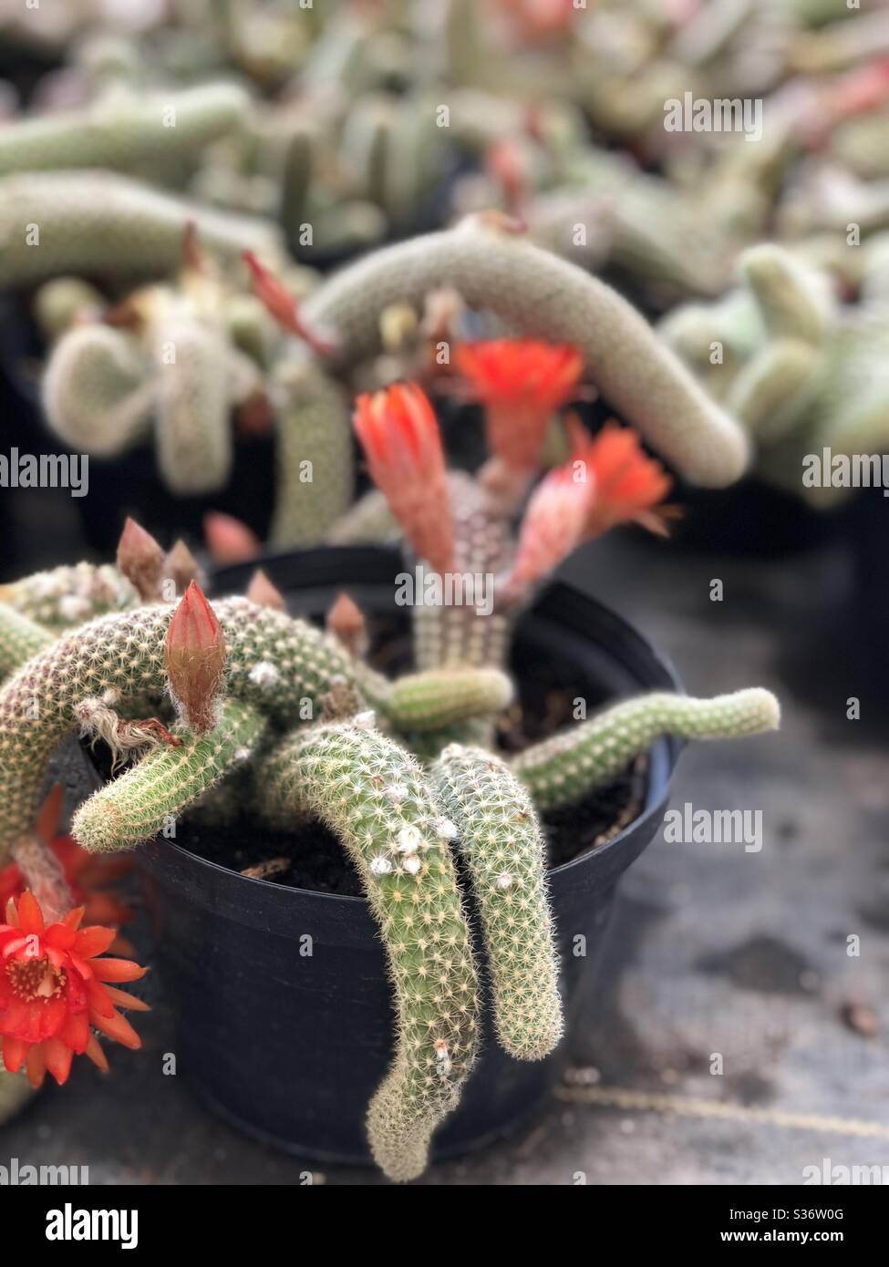 Indoors life hi-res stock photography and images - Alamy