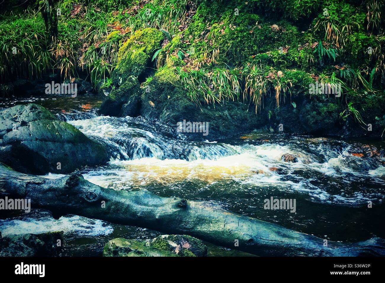 Stream in Loch Ard Forest, Scotland Stock Photo - Alamy