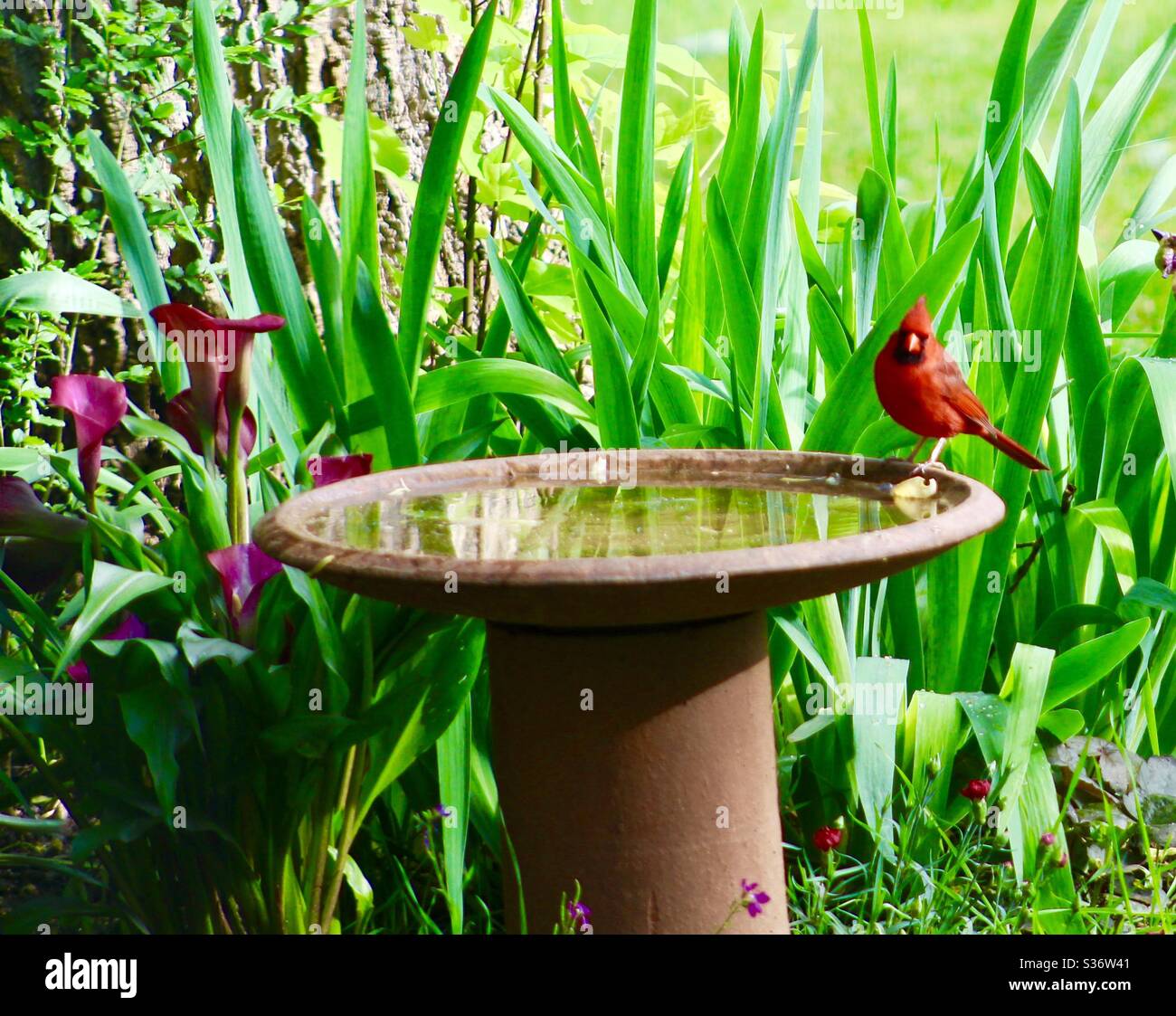 Red cardinal bird hi-res stock photography and images - Alamy