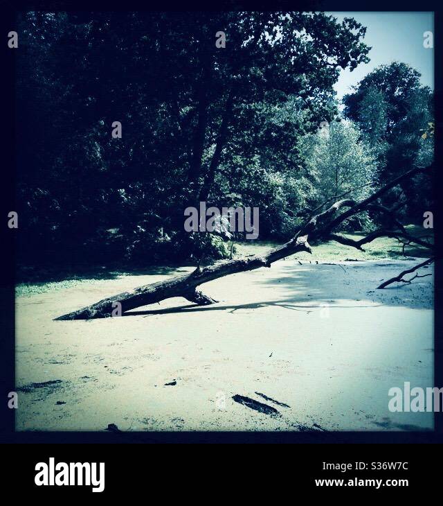 Fallen tree in pond Stock Photo - Alamy