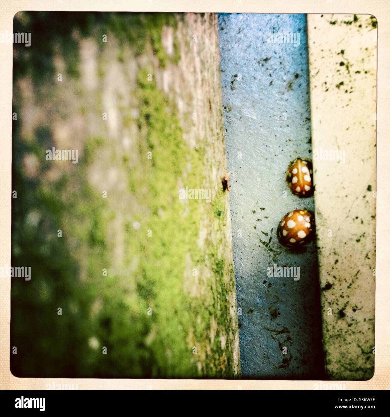 Ladybirds on sign Stock Photo - Alamy