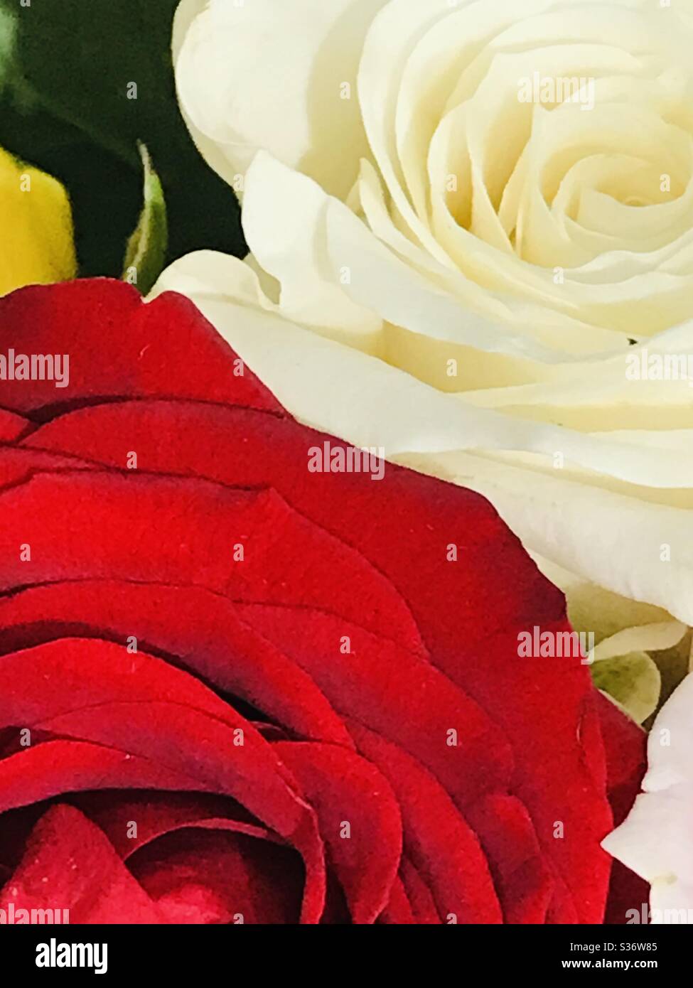 Red and white rose side by side Stock Photo - Alamy