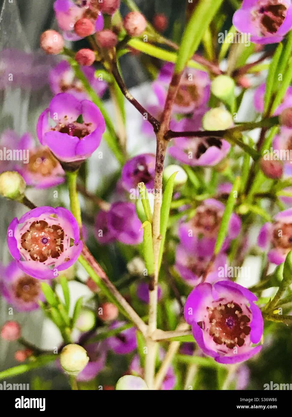 Wax Flower High Resolution Stock Photography and Images - Alamy