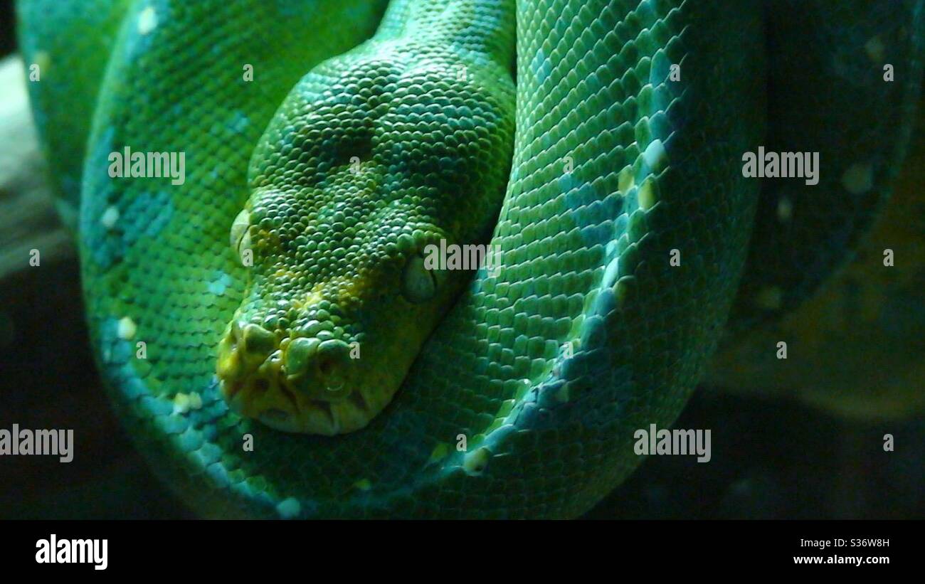 Pythonidae Family High Resolution Stock Photography and Images - Alamy