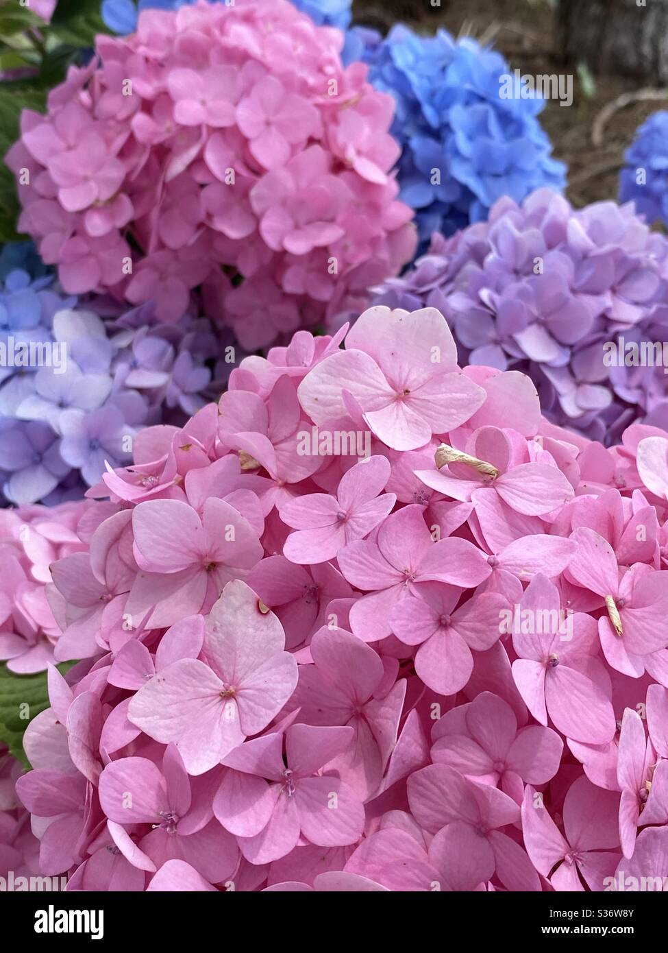 Pink and blue blooms of hydrangea plant Stock Photo - Alamy