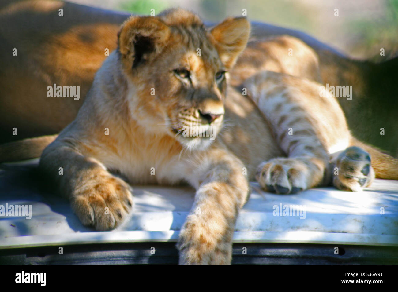 Lady lioness hi-res stock photography and images - Alamy