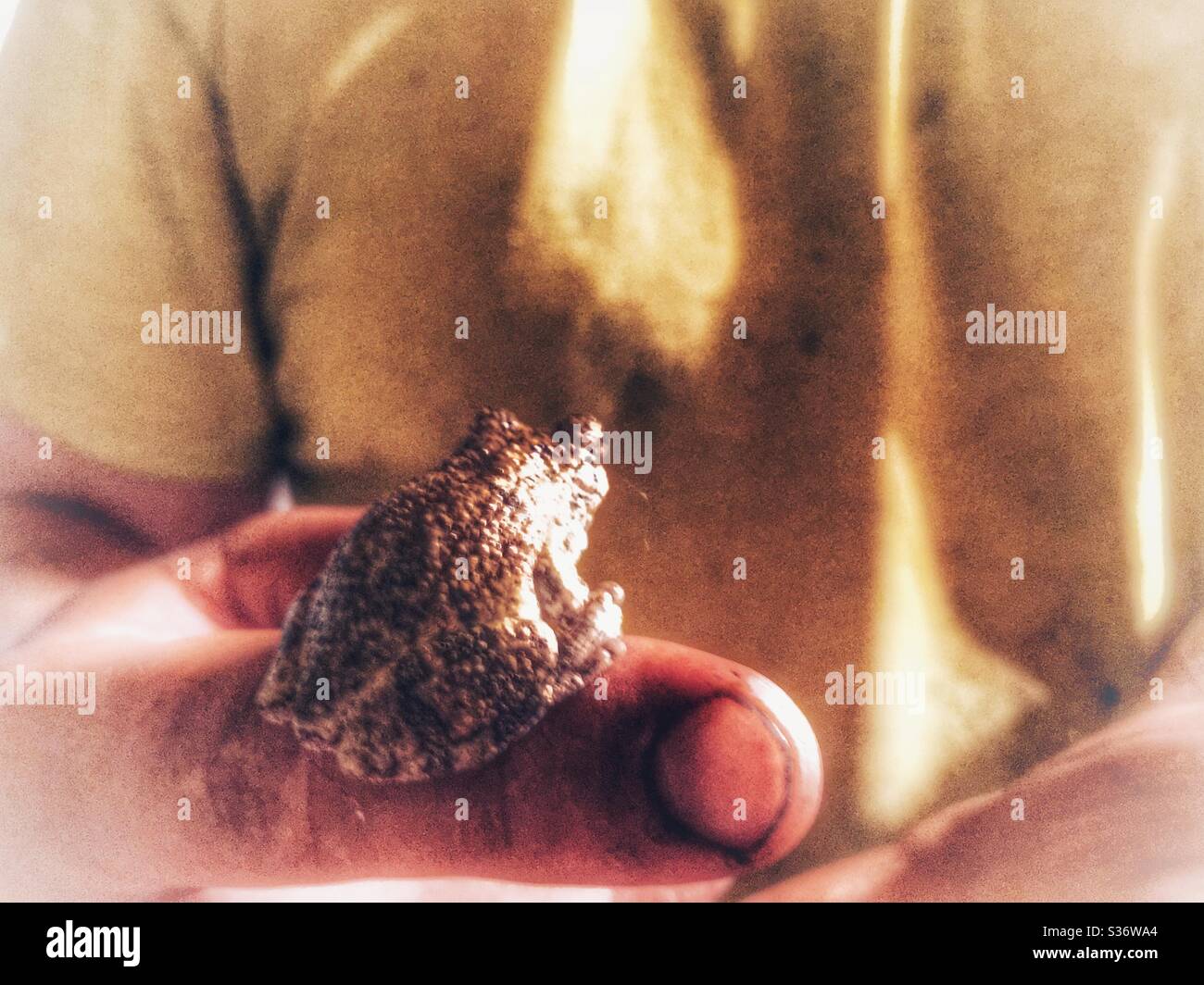 Tree frog in the hand Stock Photo - Alamy