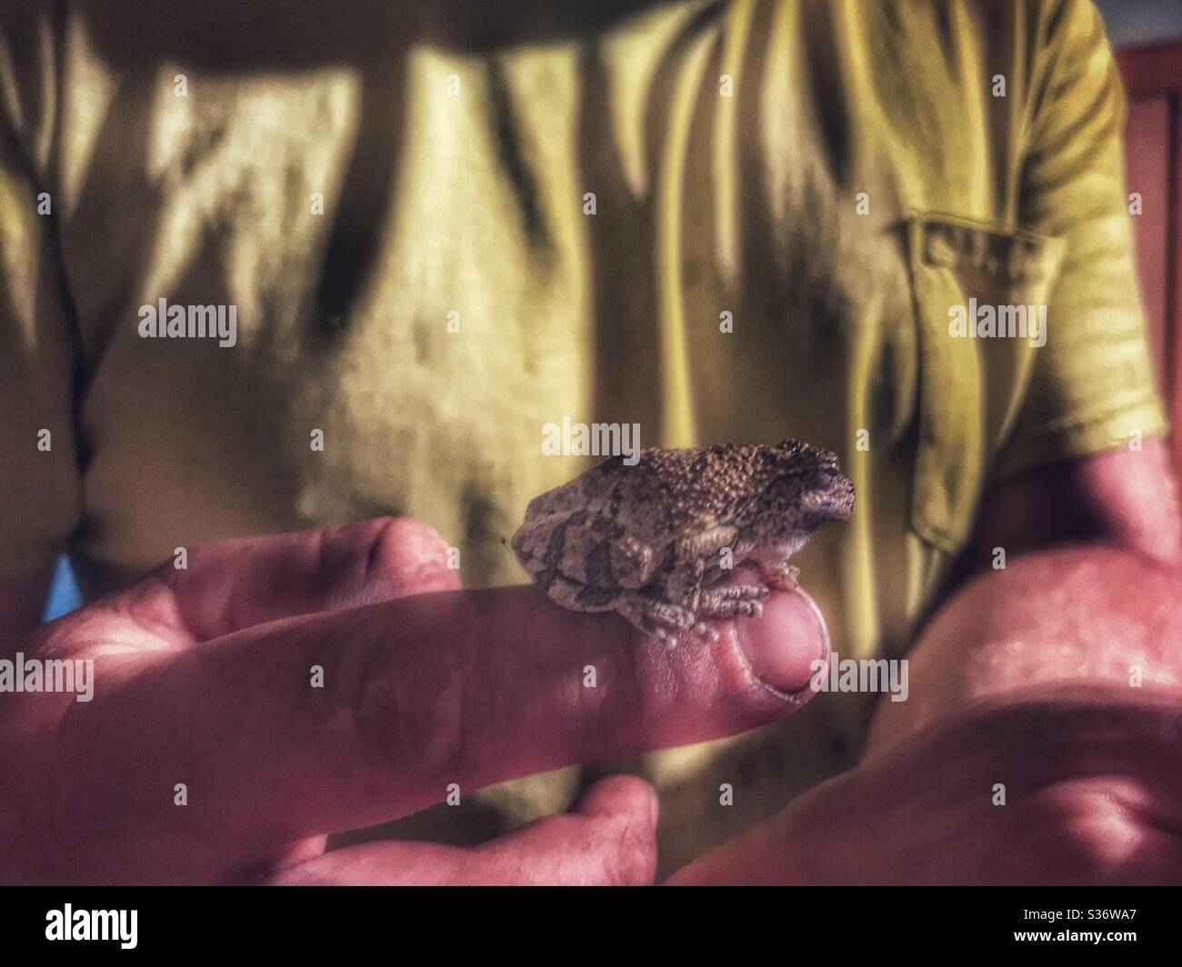 Finger frog hi-res stock photography and images - Alamy