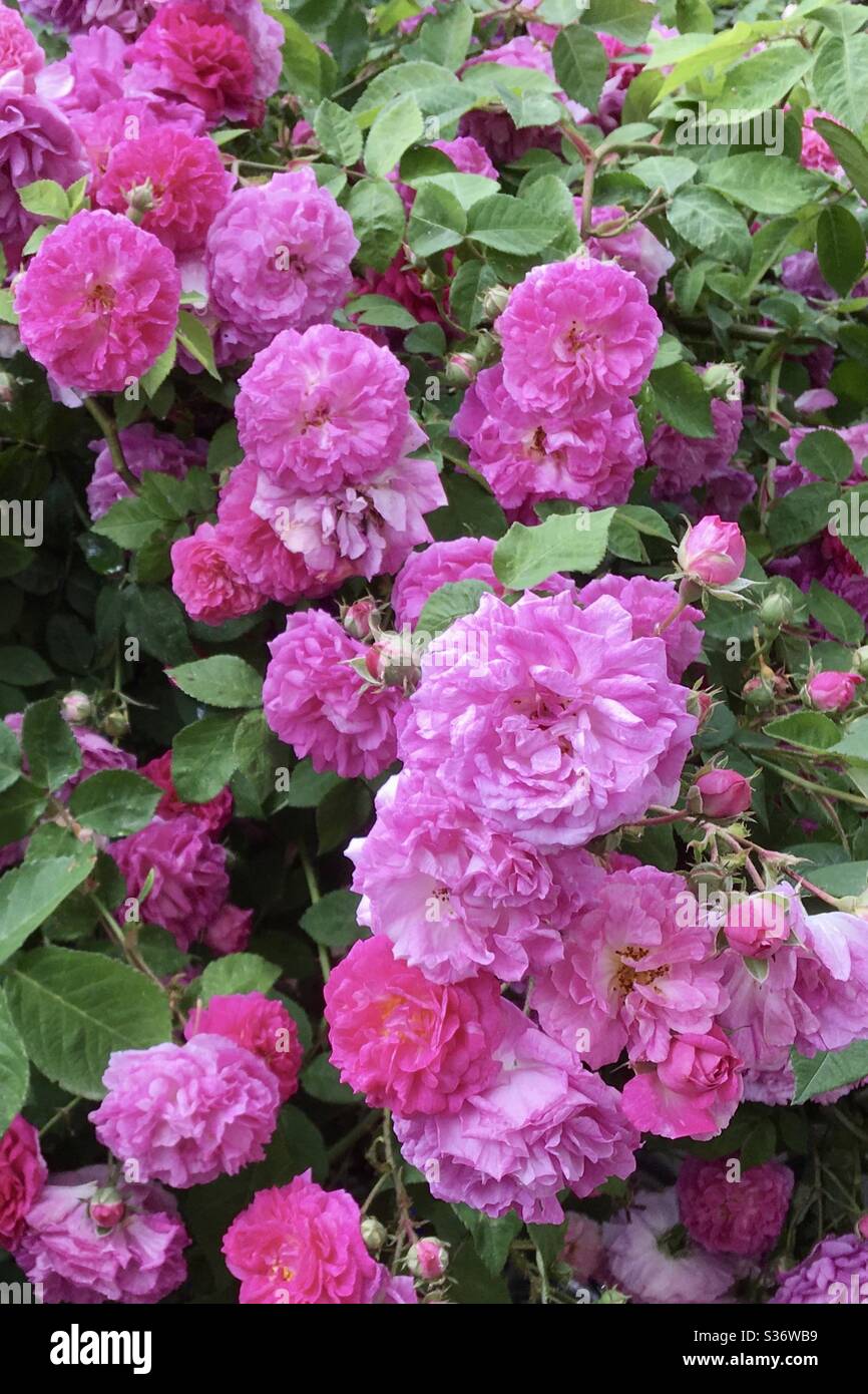 French Rose Rosa Gallica High Resolution Stock Photography and Images ...