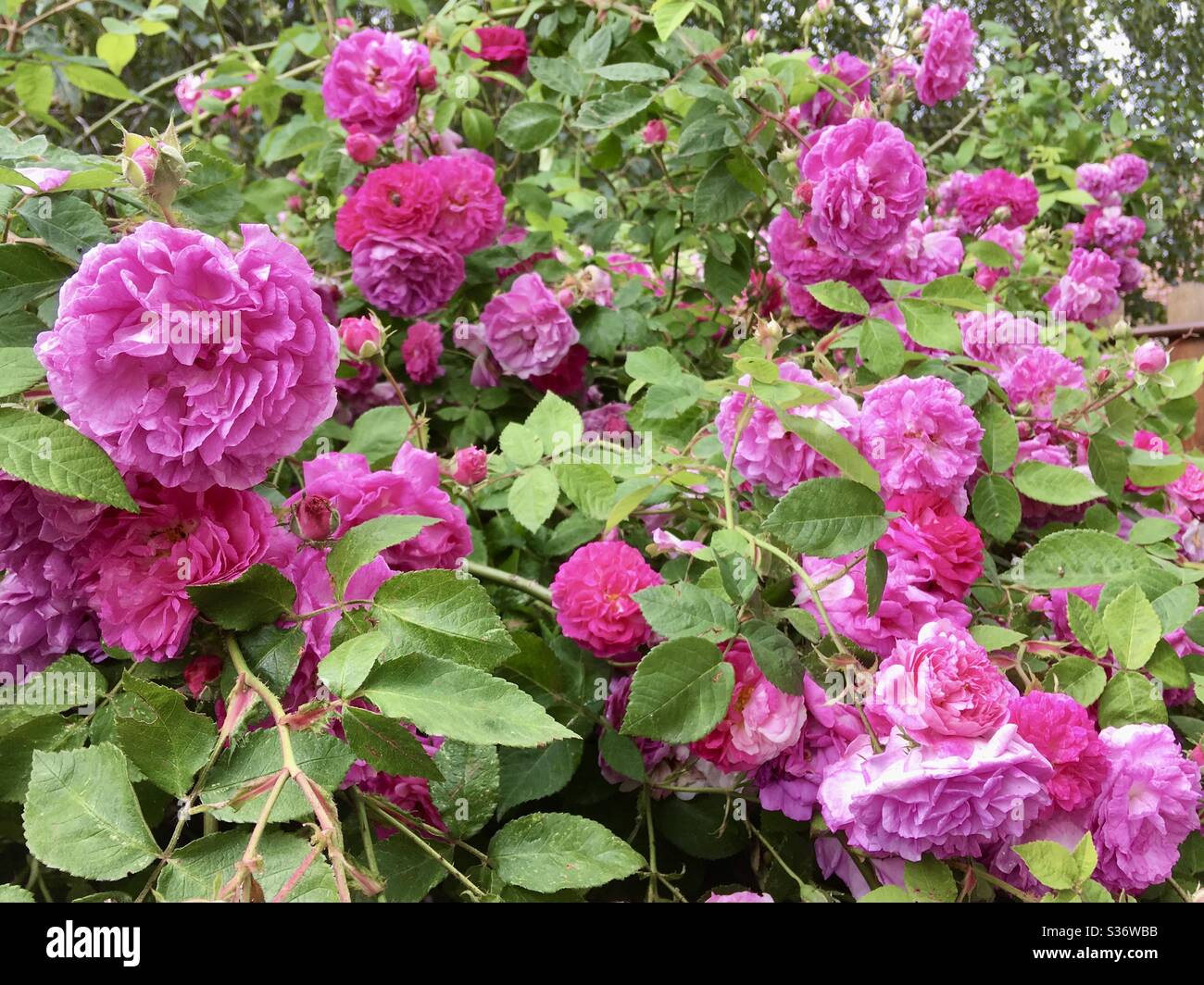 Pink rosa gallica hi-res stock photography and images - Alamy