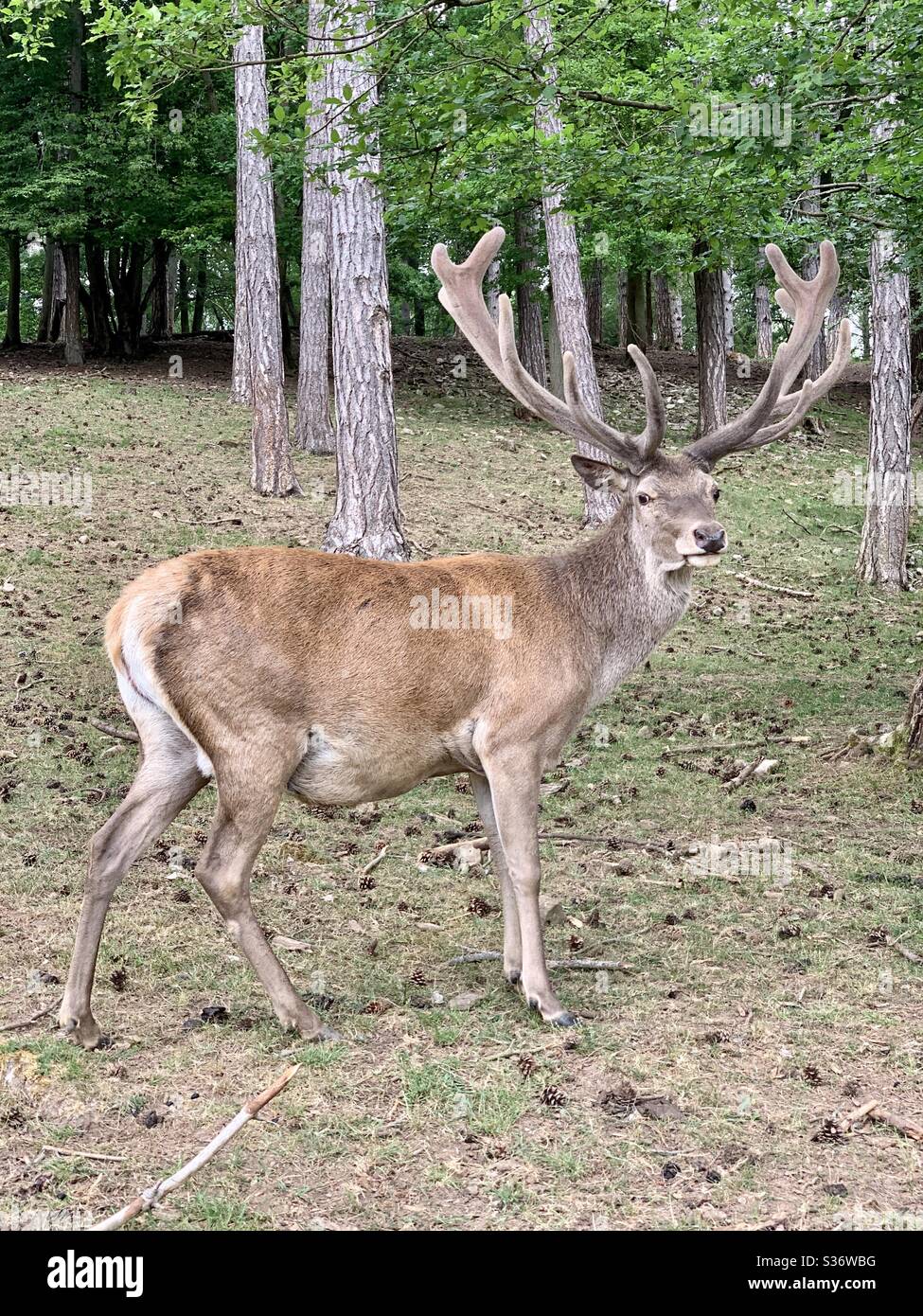 A red deer in spring with velvet antlers in woodland background Stock ...
