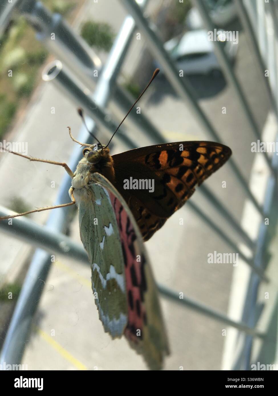 Big butterfly hi-res stock photography and images - Alamy